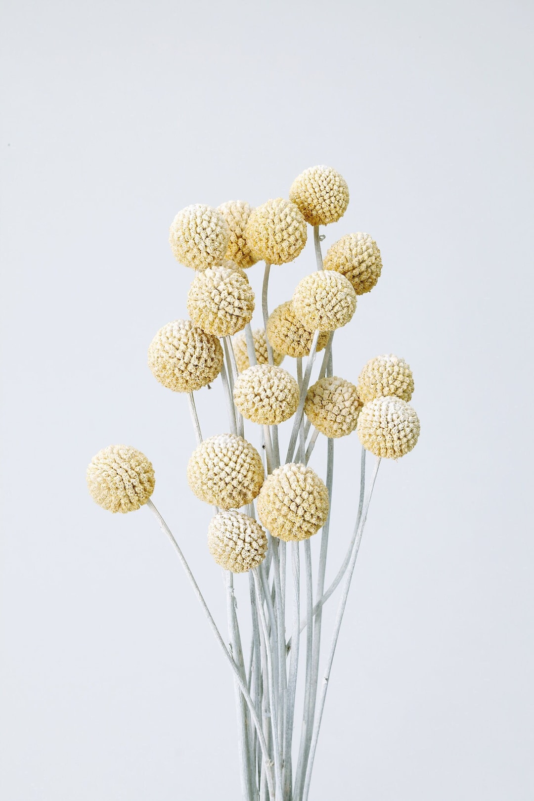 Wash White / Billy Buttons, Dried Foliage Stems, DIY Floral ...