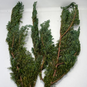 Fresh Green / Preserved Sawara Cypress Leaf, Preserved Leaves Pack, DIY ...