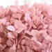 Cloudy Pink Preserved Peegee Hydrangea Home Décor Flowers - Etsy