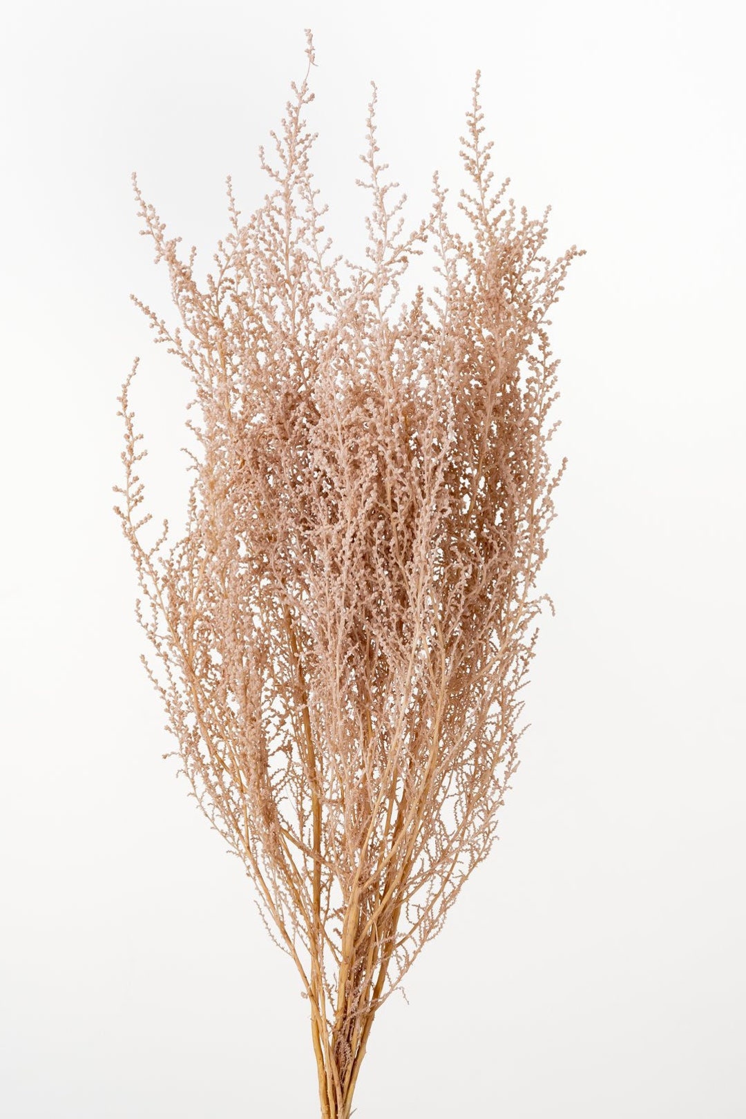 Pink Beige / Stoebe Leaf, Preserved Pink Beige Leaves Pack, Wholesale ...