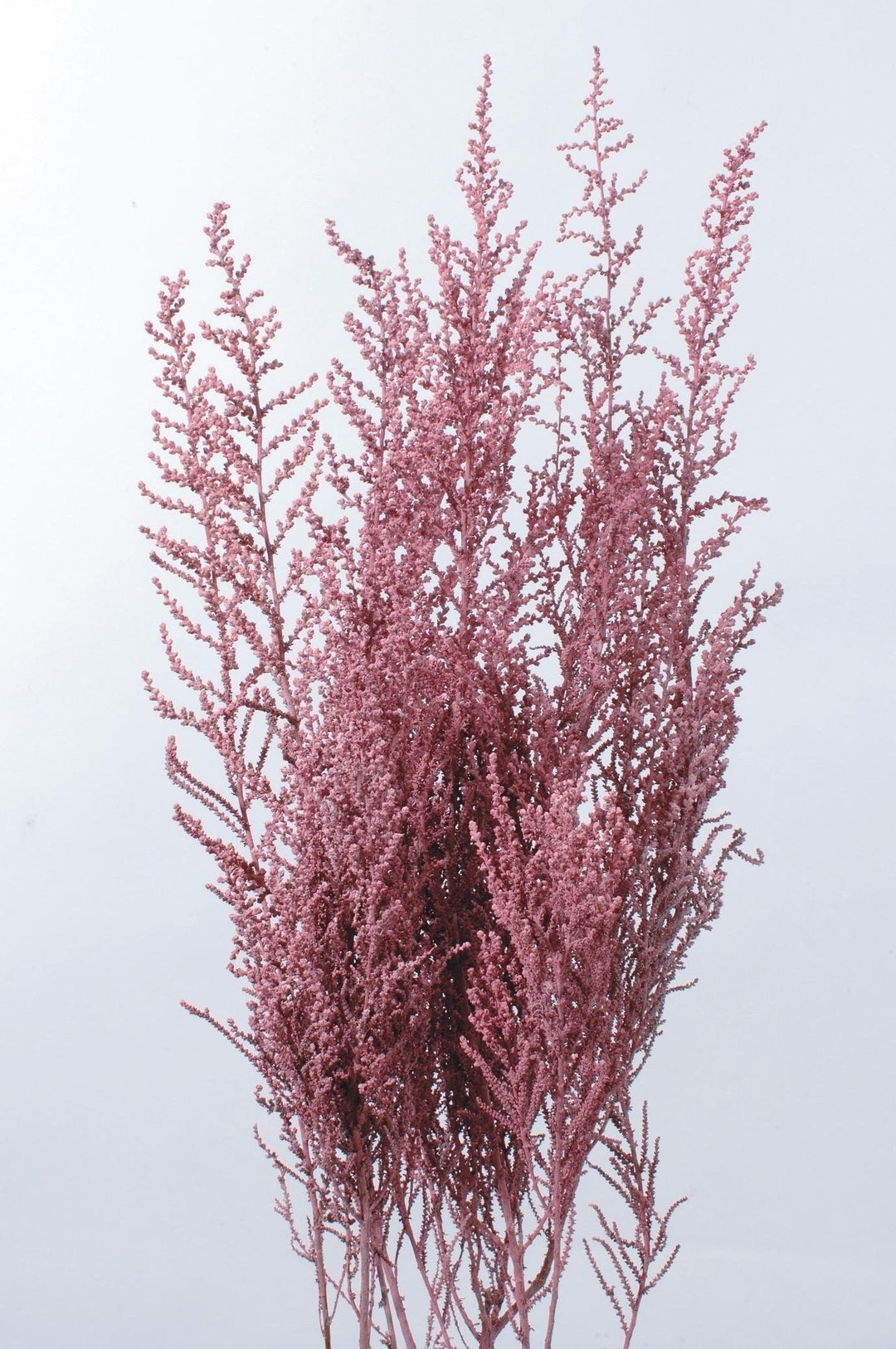 Wash Pink / Stoebe Leaf, Preserved Leaves Pack, Wholesale Foliage , DIY ...