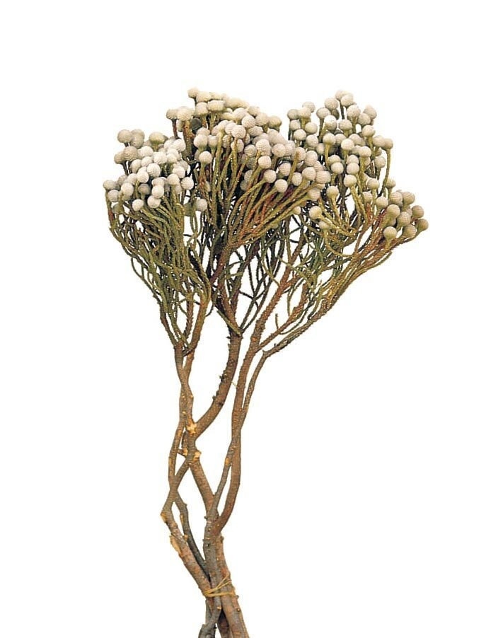 Silver Brunia Stem