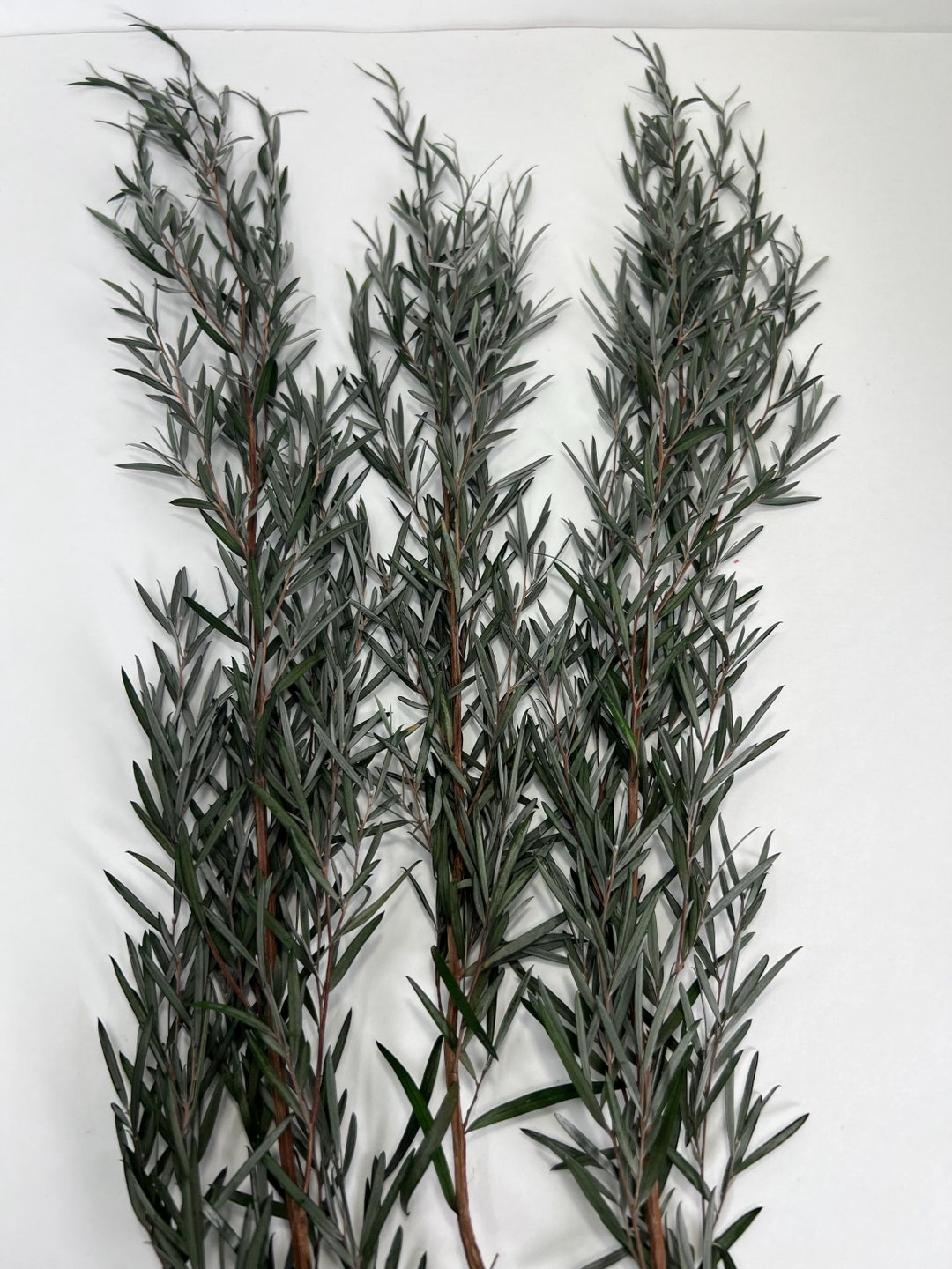 Silver Tea Tree is 3 Dimensional in Basil Green and Natural Branches ...