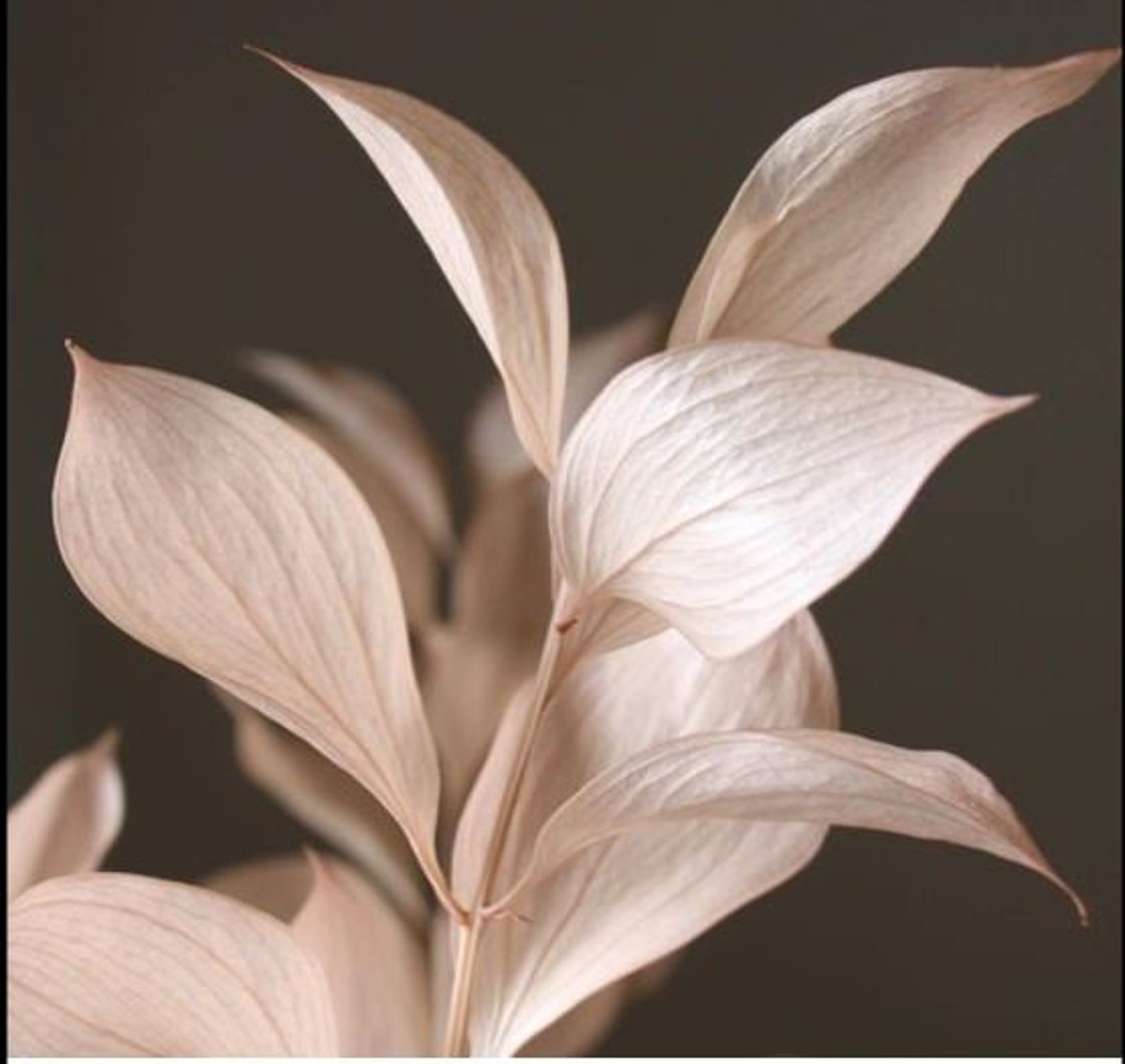 Ruscus Garden in Pink/beige Preserved Flowers DIY Floral - Etsy