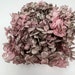 Pink Platinum Preserved Peegee Hydrangea, Home Décor Flowers, DIY ...