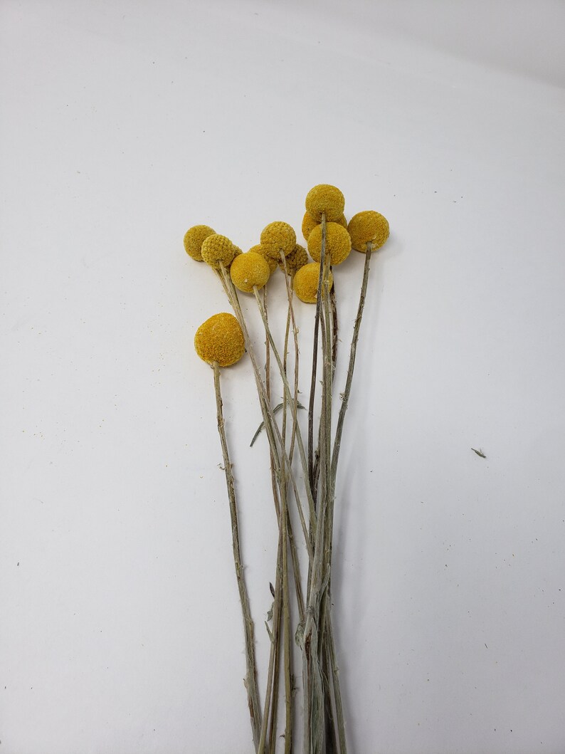 Billy Buttons Natural Dried Foliage Stems DIY Floral - Etsy