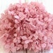 Cloudy Pink Preserved Peegee Hydrangea Home Décor Flowers - Etsy