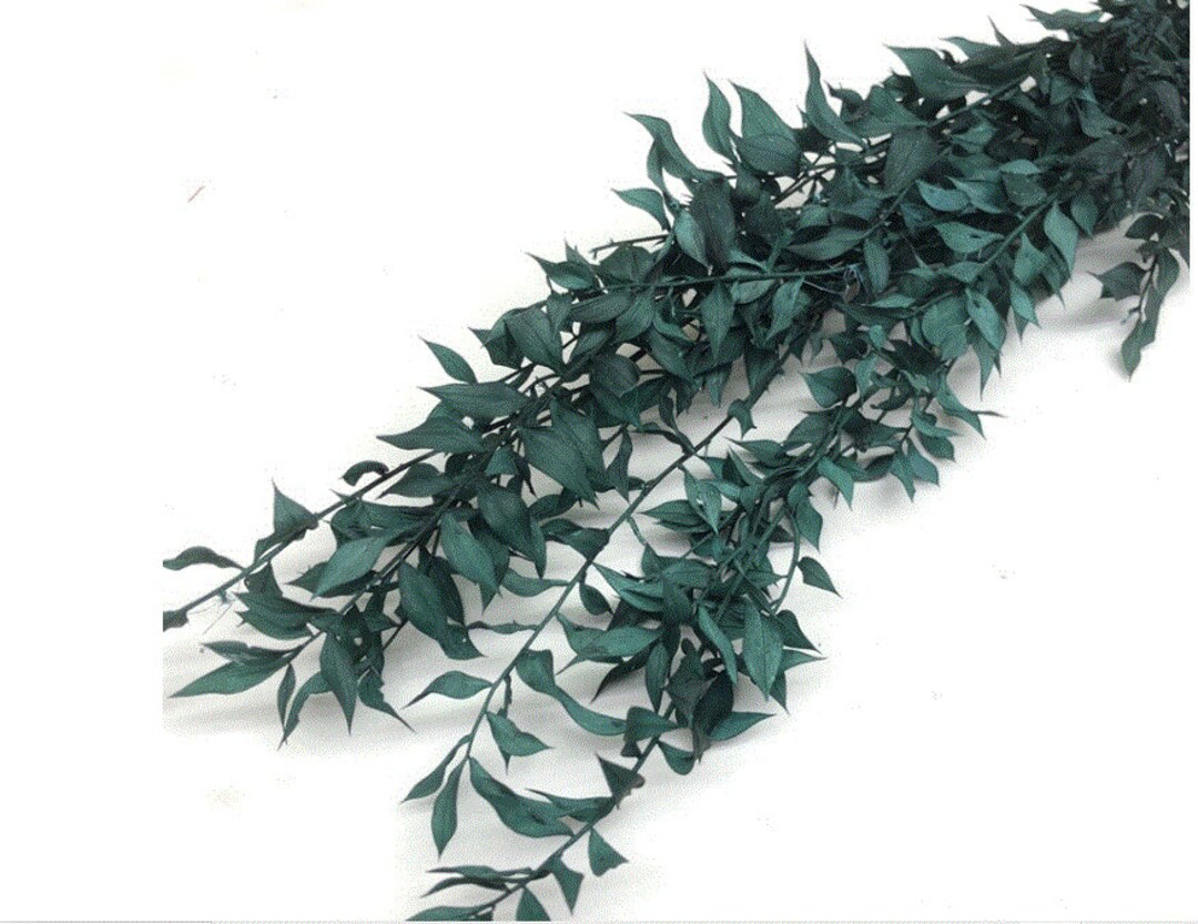 Turquoise Green / Preserved Ruscus, Wholesale Foliage , DIY Floral ...