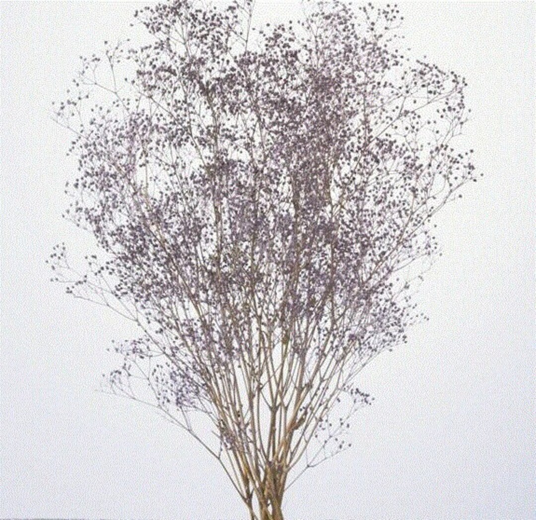 Powder Purple / Baby Breath / Soft Mini Flare Preserved, DIY Floral ...