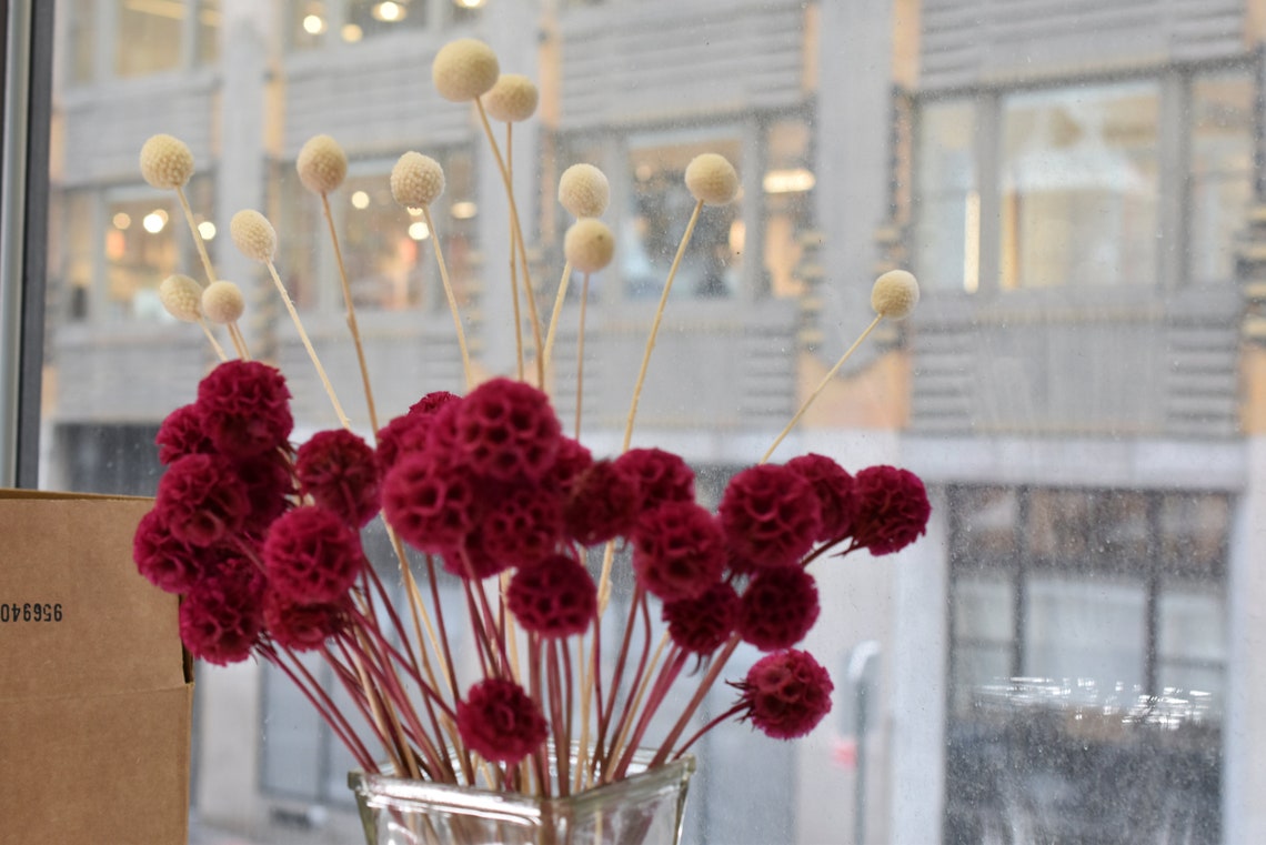 Billy Buttons With White Buttons Dried Foliage Stems DIY | Etsy
