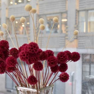 Billy Buttons With White Buttons, Dried Foliage Stems, DIY Floral ...