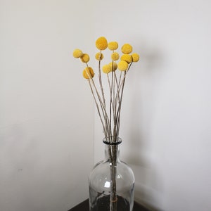 Billy Buttons Natural Dried Foliage Stems, , DIY Floral Arrangements ...