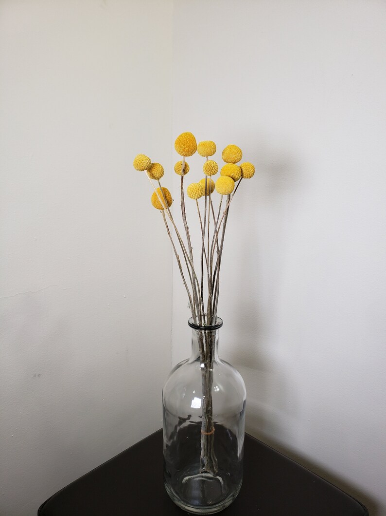 Billy Buttons Natural Dried Foliage Stems DIY Floral - Etsy