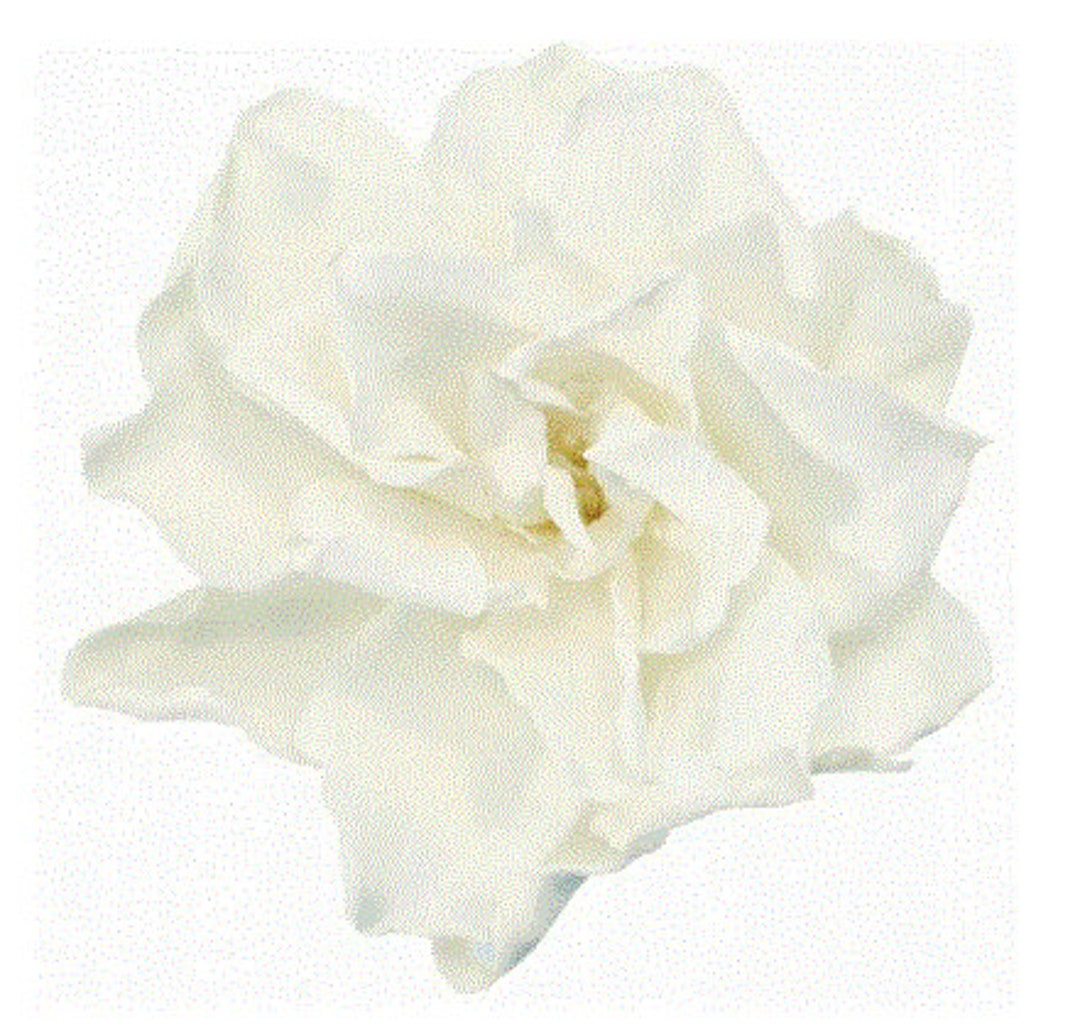 White / Gardenia Parfait Roses Preserved, Perfect as Home Décor, Rose ...