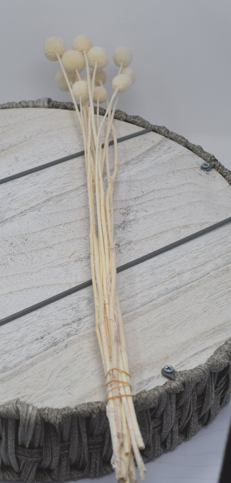 Billy Buttons With White Buttons Dried Foliage Stems DIY - Etsy