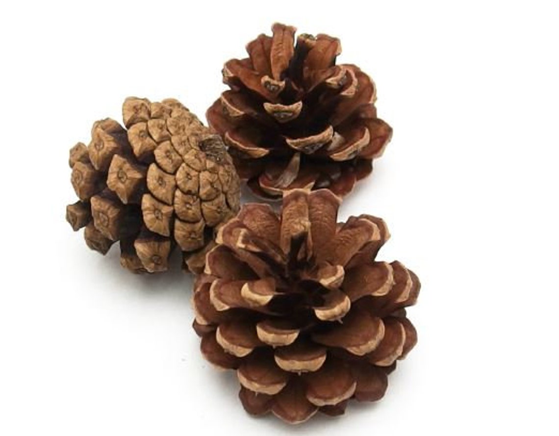 Matsukasa Small N Botanical Dry DIY Floral Arrangements DIY - Etsy