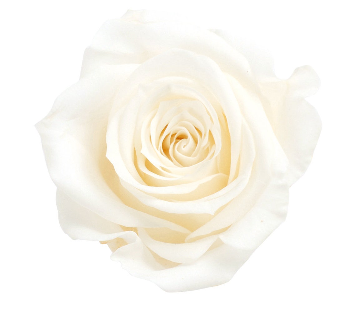 PURE WHITE / Japanese Rose Izumi Preserved Fleurs, Pure White Eternal ...