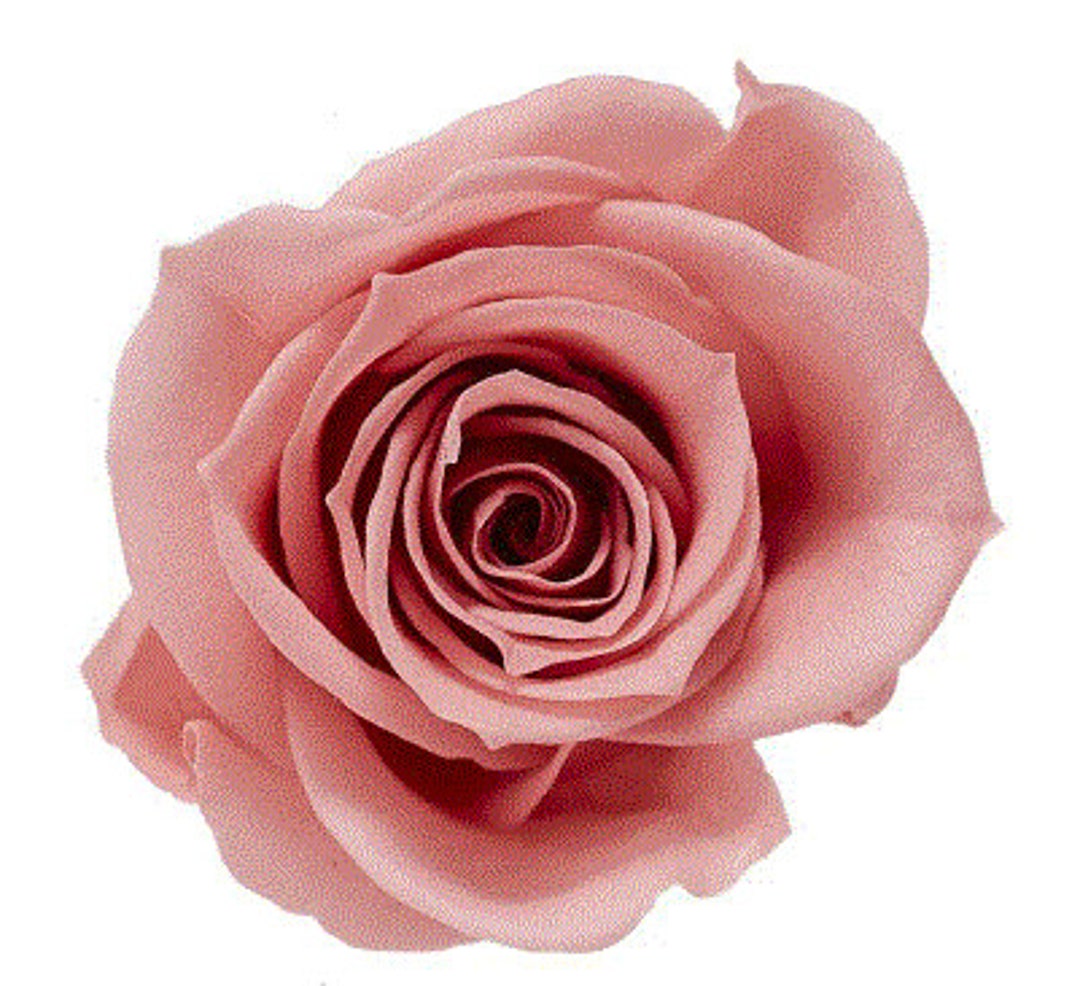 Bon Bon Pink/japanese Rose Izumi Fleurs, Eternal Roses, Perfect as DIY ...
