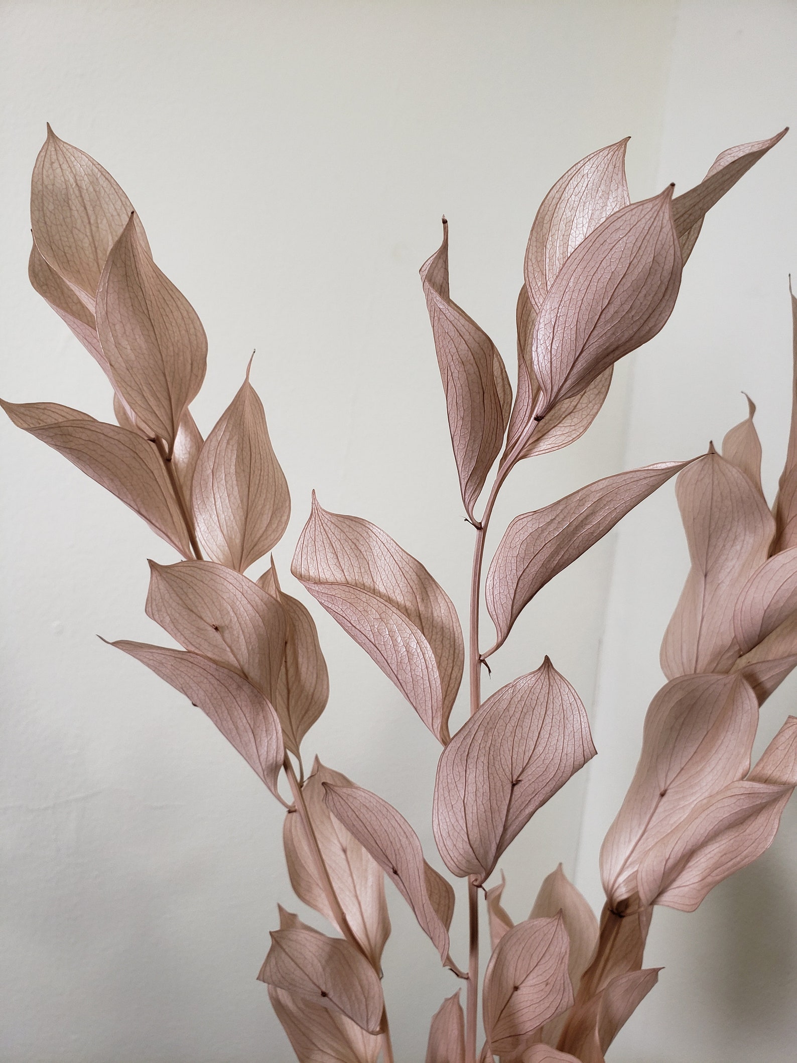 Ruscus Garden in Pink/beige Preserved Flowers DIY Floral - Etsy