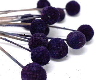 Billy Buttons Natural Dried Foliage Stems DIY Floral | Etsy