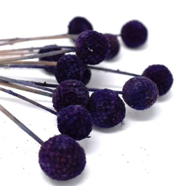 Billy Button Balls - Etsy