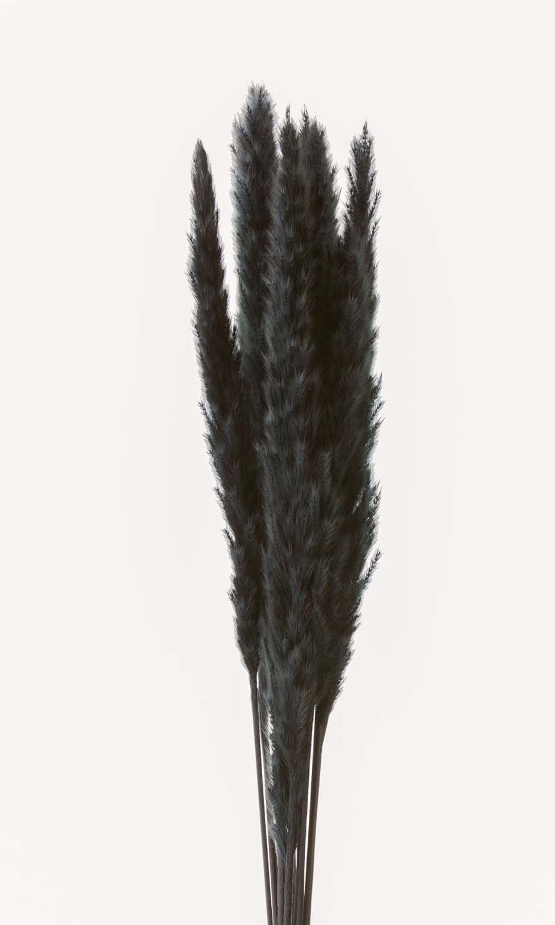 Black / Tail Reed Stems Bunch, DIY Floral Arrangement, DIY Home Décor ...