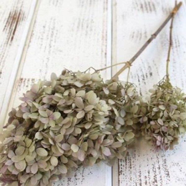Preserved Hydrangea - Etsy