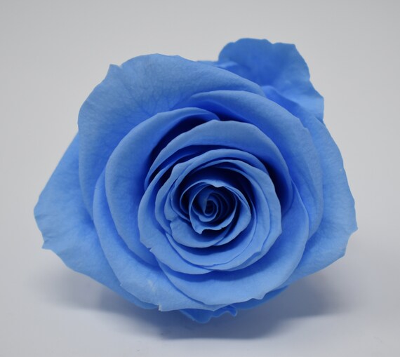 Single Blue Roses