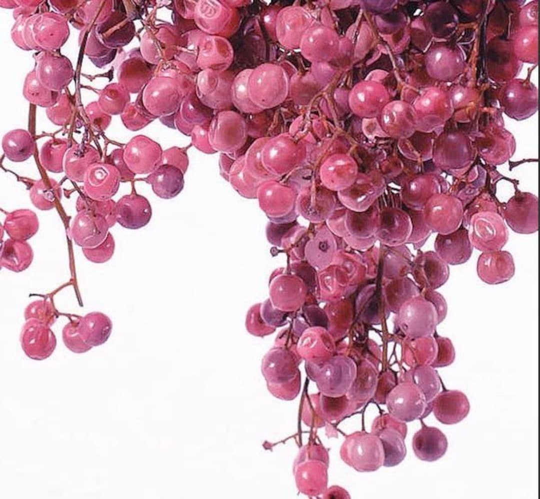 Free Shipping / Pink-pepperberry Preserved, Pepperberry With Cute ...