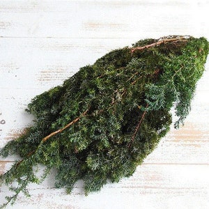 Fresh Green / Preserved Sawara Cypress Leaf, Preserved Leaves Pack, DIY ...