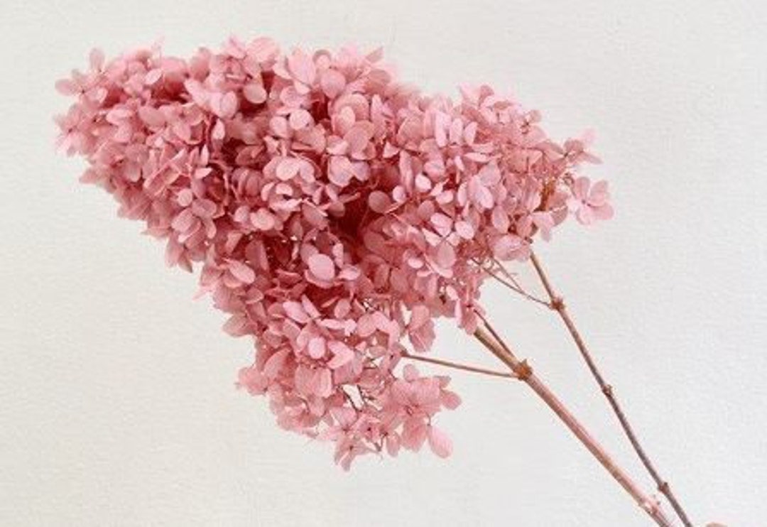 Cloud Pink / Peegee Hydrangea W/stems High Quality Home Décor - Etsy