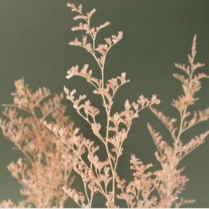 Caspia Preserved in Pink Beige Floral Arrangements Wedding - Etsy