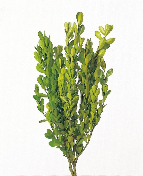 Preserved Boxwood Stems Pack Wholesale Foliage DIY Floral - Etsy