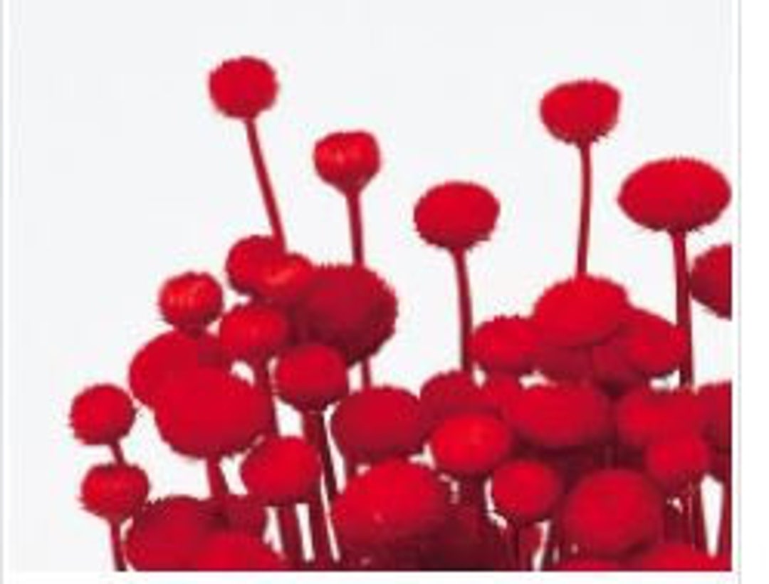 Amarely Flower in Red It is a Dried Flower With a Unique - Etsy