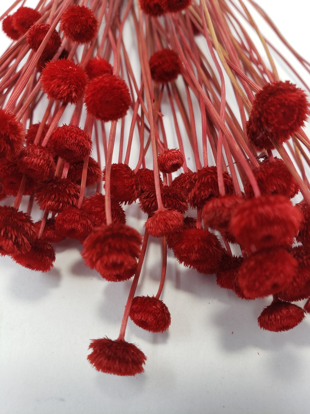 Amarely Flower in Red, It is a Dried Flower With a Unique Shape Like a ...