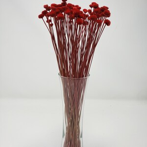 Amarely Flower in Red, It is a Dried Flower With a Unique Shape Like a ...