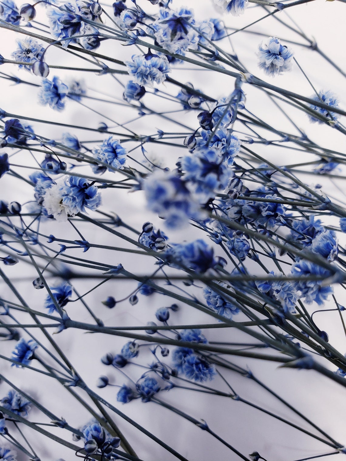 Antique Pres. Gypsophila Blue DIY Floral Arrangements DIY - Etsy