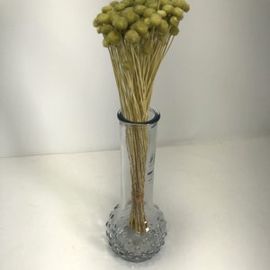 Amarely Flower in Spring Green, It is a Dried Flower With a Unique ...