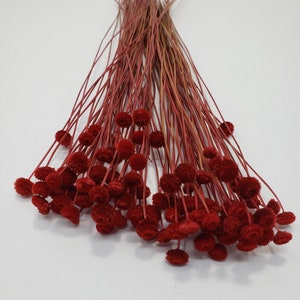 Amarely Flower in Red, It is a Dried Flower With a Unique Shape Like a ...