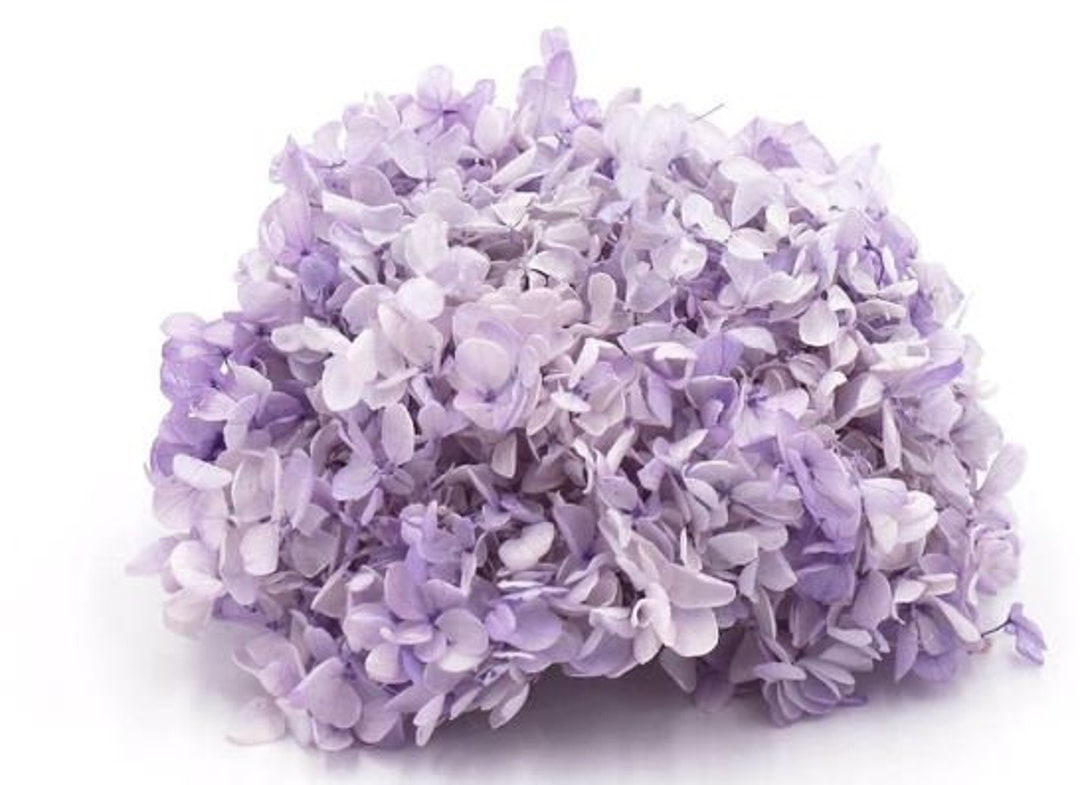 Sumire Purple Peegee Hydrangea gradation Wholesale Flowers - Etsy