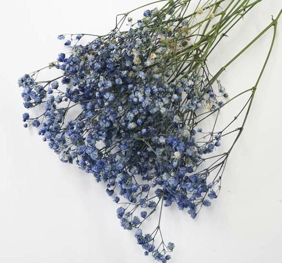 Antique Pres. Gypsophila Blue DIY Floral Arrangements DIY - Etsy