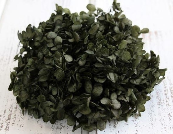 Preserved Hydrangea Peegee Basil Green Hydrangea no Vase - Etsy