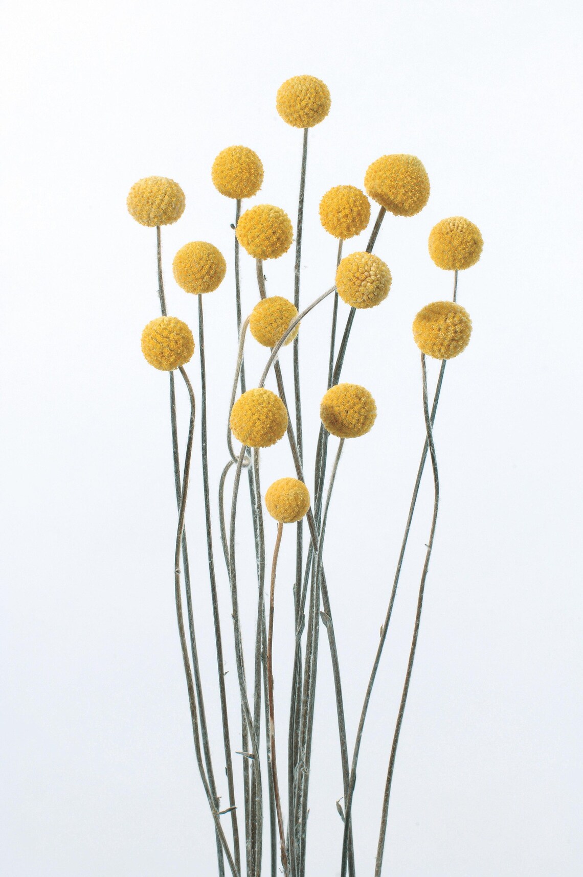 Billy Buttons Natural Dried Foliage Stems DIY Floral | Etsy