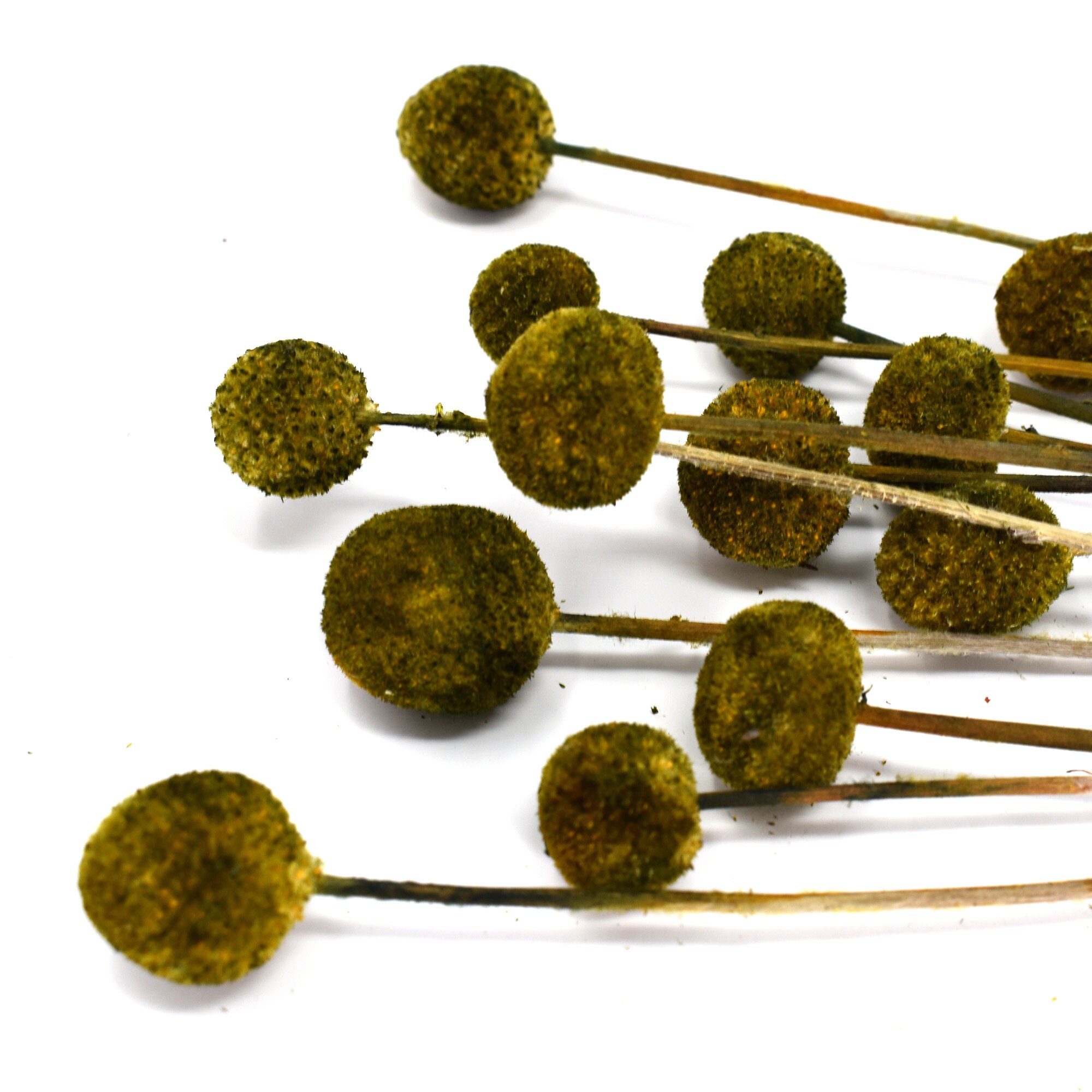 Moss Green Billy Buttons Wholesale Foliage DIY Floral - Etsy