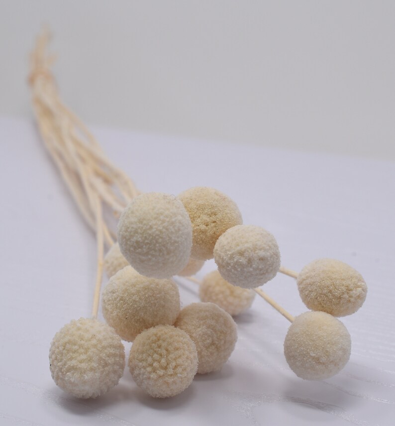Billy Buttons With White Buttons Dried Foliage Stems DIY - Etsy