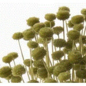 Amarely Flower in Spring Green It is a Dried Flower With a - Etsy