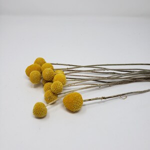 Billy Buttons Natural Dried Foliage Stems, , DIY Floral Arrangements ...