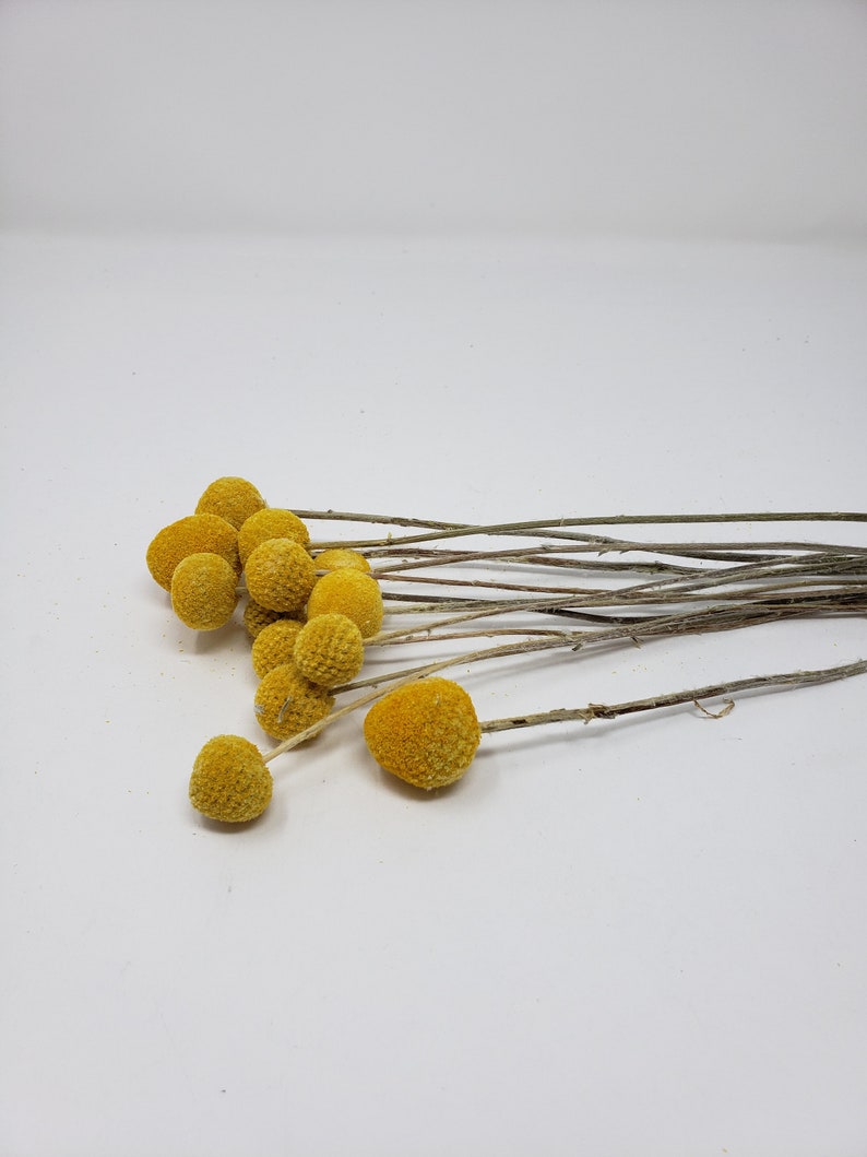 Billy Buttons Natural Dried Foliage Stems DIY Floral - Etsy