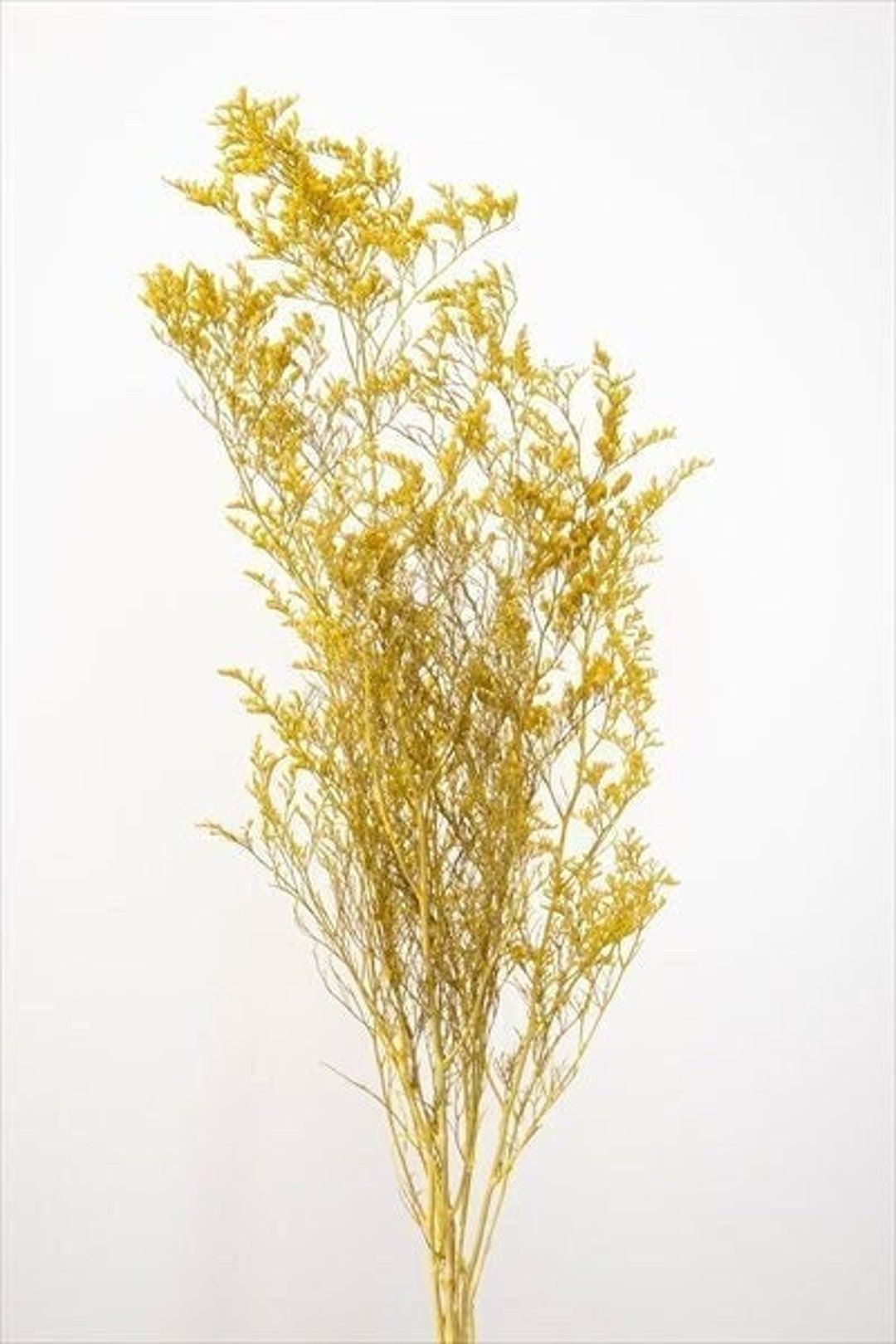 Natural Yellow / Preserved Caspia Limonium Grass Floral - Etsy
