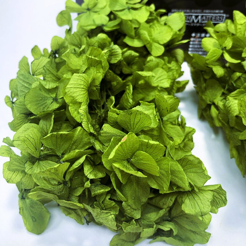 Preserved Hydrangea - Etsy
